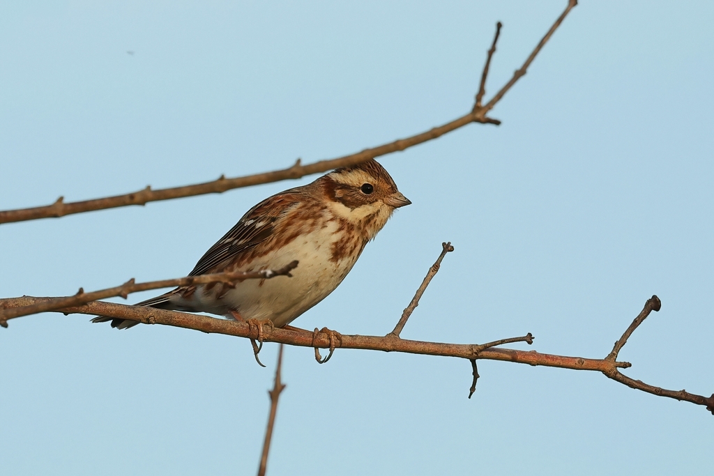 Rustic Bunting in December 2023 by Tiago Guerreiro. 4 individuals ...