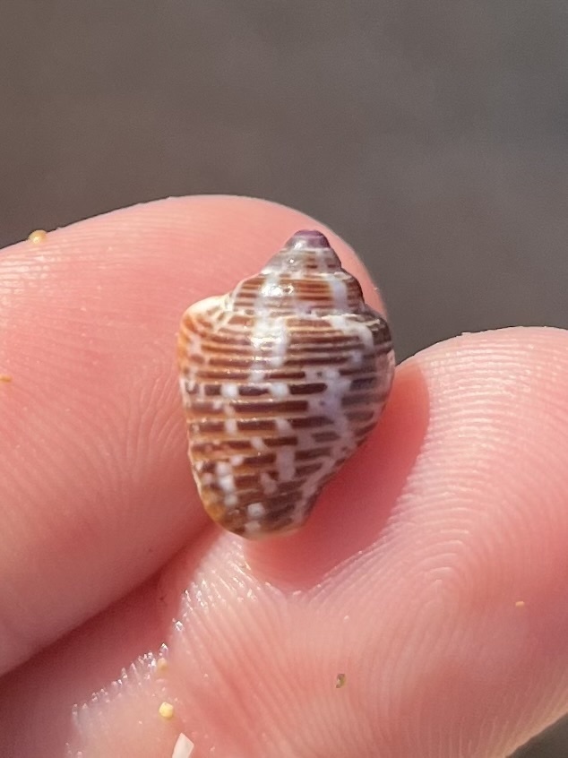 Merchant Dove Shell from Puerto Rico, Loíza, Puerto Rico, US on ...