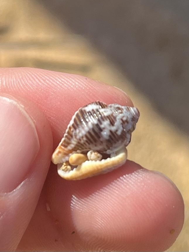 Merchant Dove Shell from Puerto Rico, Loíza, Puerto Rico, US on ...