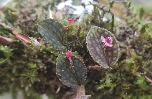 Lepanthes pretiosa · iNaturalist