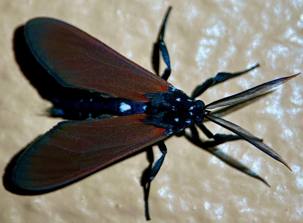 Spotted Oleander Moth from Dolphin Beach Resort, St. Pete Beach, FL, US ...