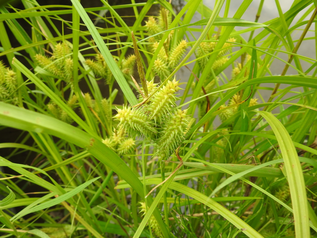 retrorse sedge from Orillia, ON, Canada on June 27, 2021 at 12:46 PM by ...
