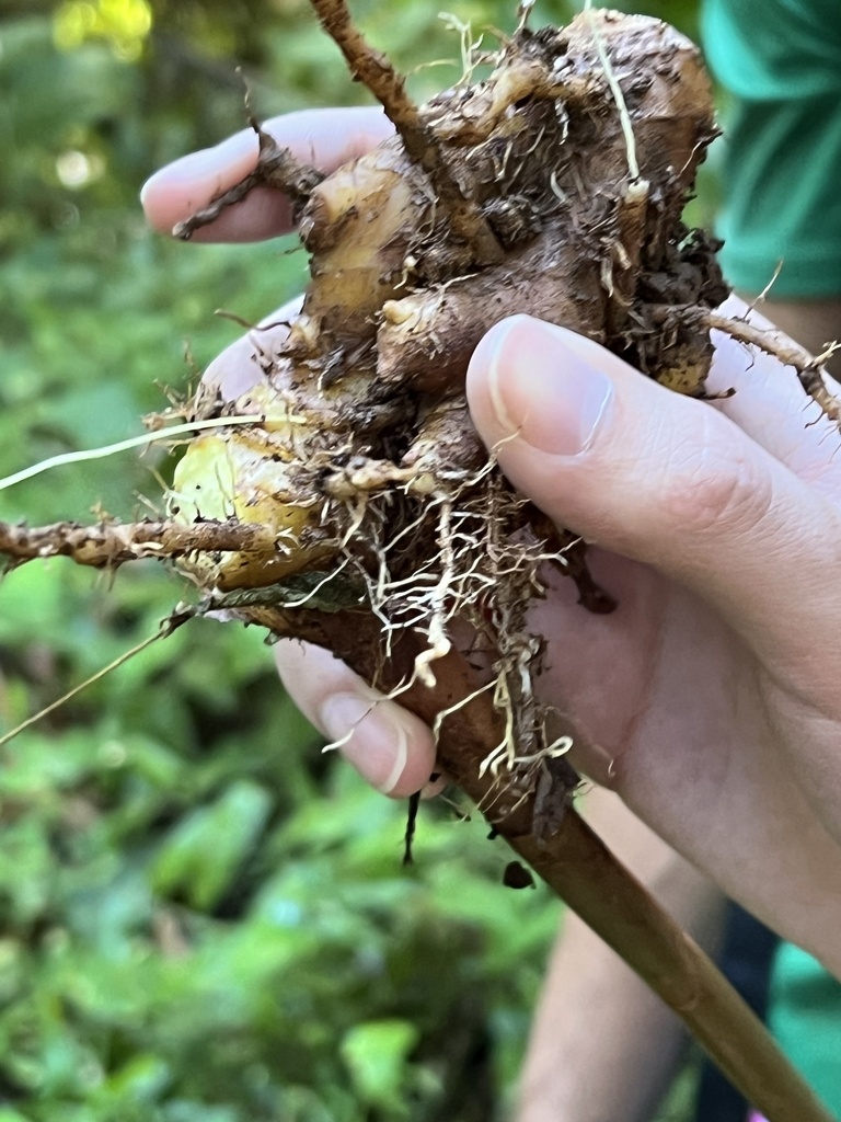 Ginger from Puerto Rico, Utuado, Puerto Rico, US on December 27, 2023 ...