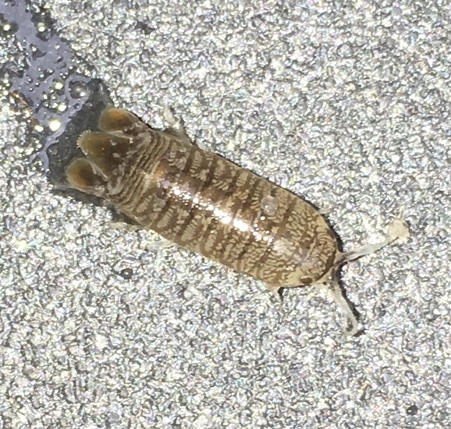 Cirolana from Peter Creese Way, Fish Hoek, WC, ZA on March 30, 2019 at ...