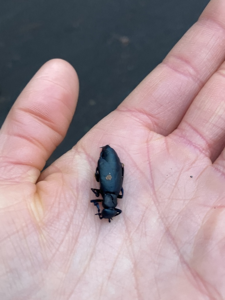 Buttercup Oil Beetle from N Nelson Rd, Columbus, OH, US on December 27 ...