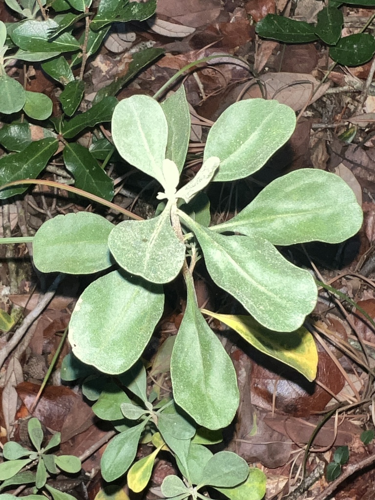 garberia from Ocala National Forest, Fort McCoy, FL, US on December 27 ...