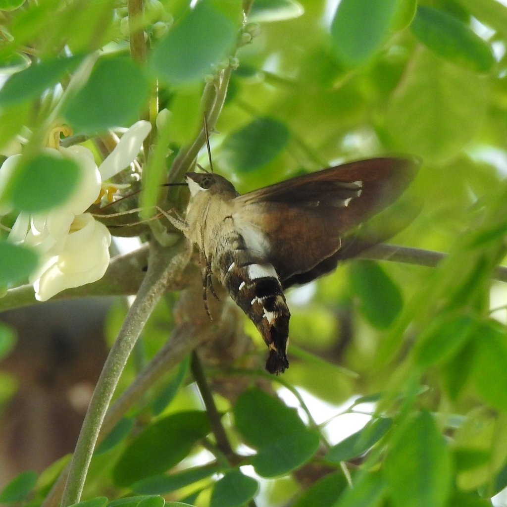 Clavipes Sphinx from calle Jose zorrilla por andador salvador Diaz ...