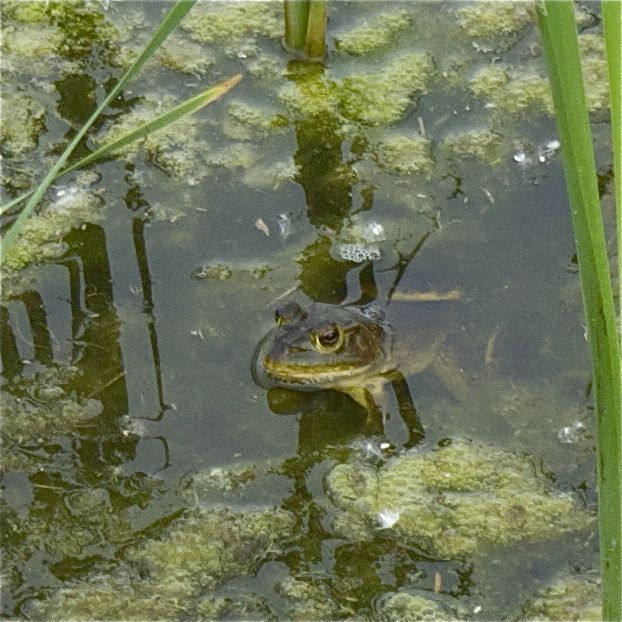 American Bullfrog from Scioto Audubon MetroPark, Columbus, Ohio on May ...