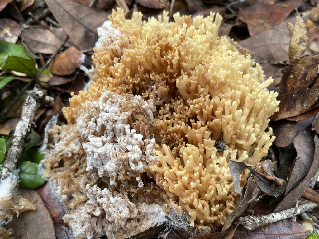 Coral Fungi from Ocala National Forest, Silver Springs, FL, US on ...