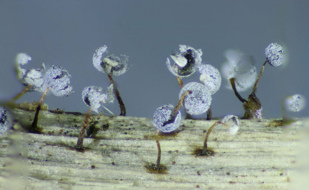 Didymium bahiense from Birralee TAS 7303, Australia on April 25, 2012 ...