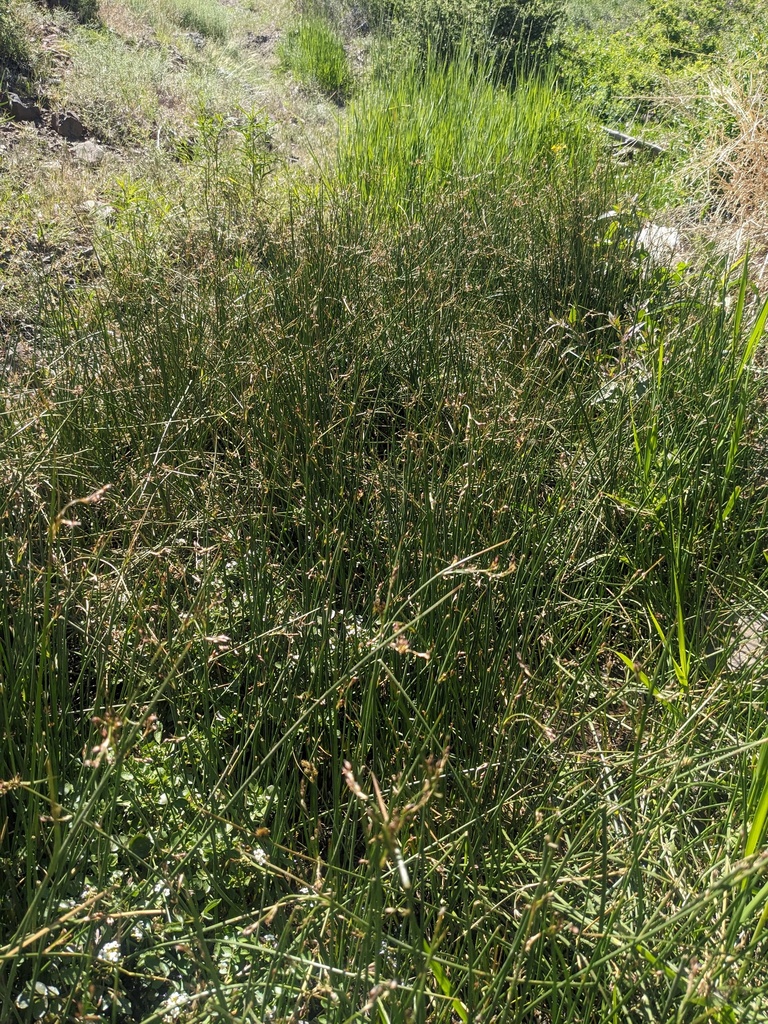 Baltic Rush from Washoe County, NV, USA on June 21, 2023 at 03:17 PM by CodyEB · iNaturalist