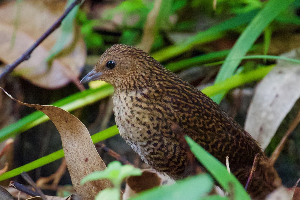 Madagascar Flufftail (Sarothrura insularis) - Avian Discovery