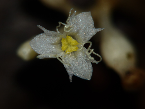 Gymnosiphon mayottensis · iNaturalist United Kingdom