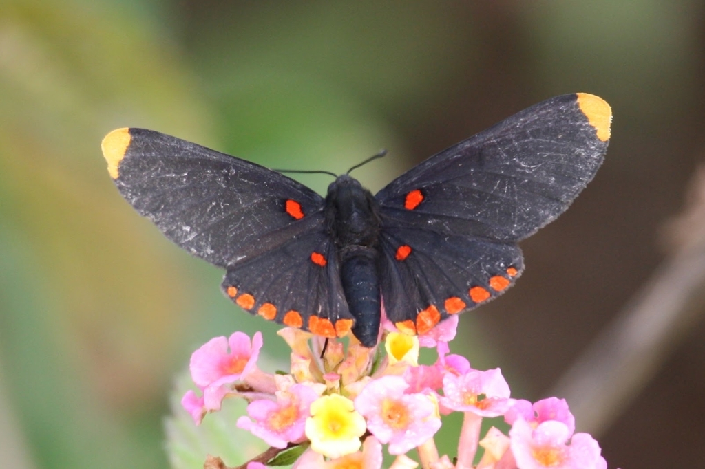 Red-bordered Pixie from Brownsville, TX 78520, USA on December 21, 2023 ...
