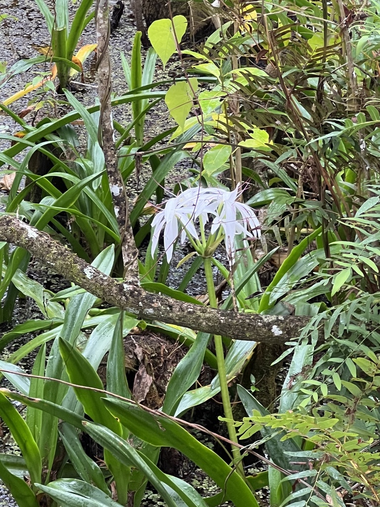 Southern Swamp Crinum from Corkscrew Swamp Sanctuary Trail, Naples, FL ...