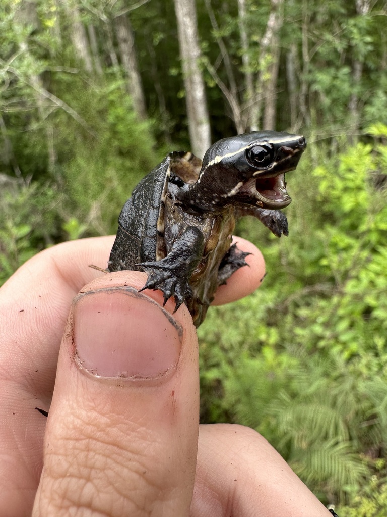 Eastern Musk Turtle in April 2023 by Jordan D. · iNaturalist
