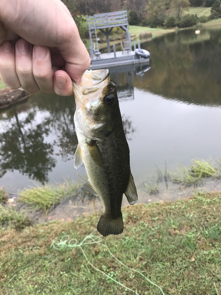 Largemouth Bass from Madison County, VA, USA on October 26, 2020 at 01: ...