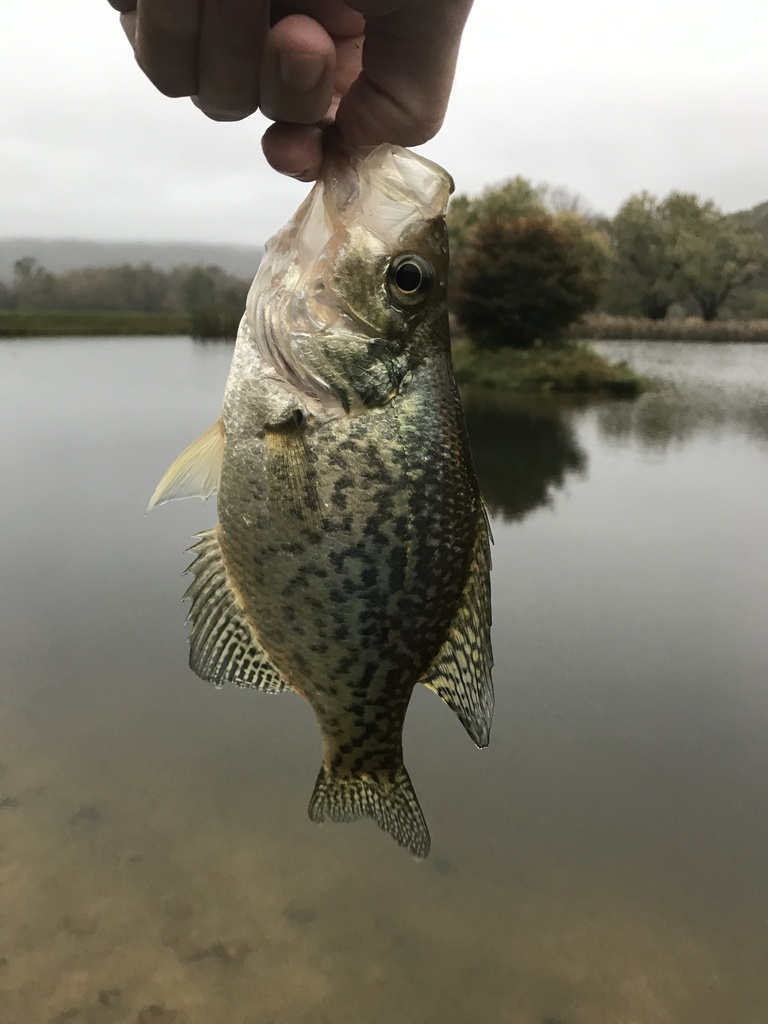 Black Crappie from Madison County, VA, USA on October 29, 2020 at 05:34 ...