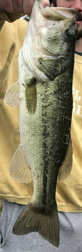 Largemouth Bass from Madison County, VA, USA on October 31, 2020 at 02: ...
