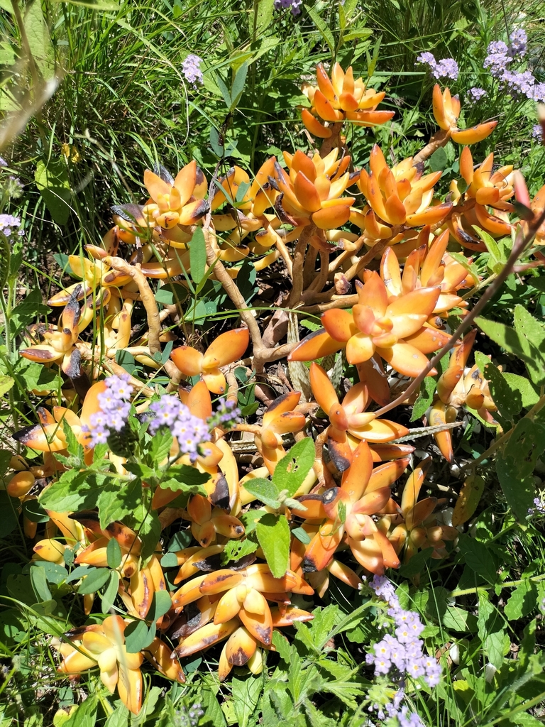 Coppertone Stonecrop from Wildash QLD 4370, Australia on December 28 ...