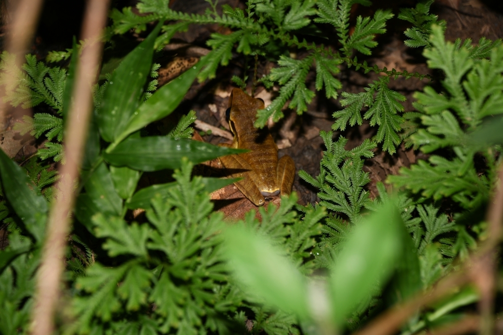 Basin Tree Frog from Tefé - AM, 69470-000, Brasil on December 26, 2023 ...