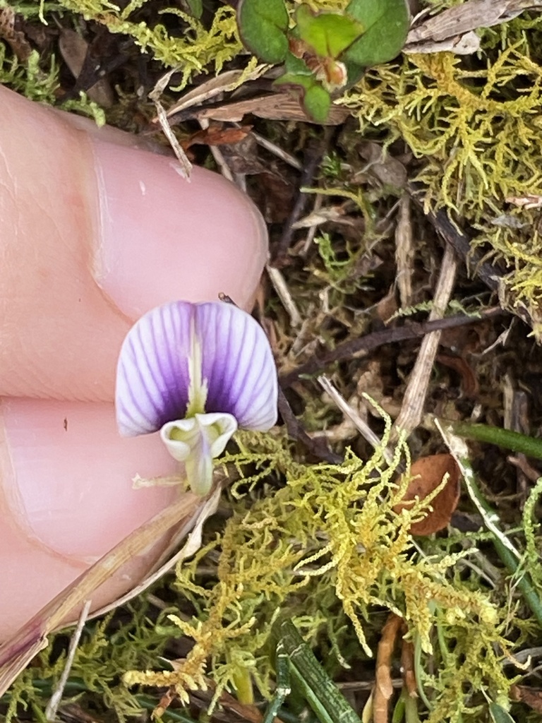 Carmichaelia in December 2023 by Stephanie Cobbold · iNaturalist