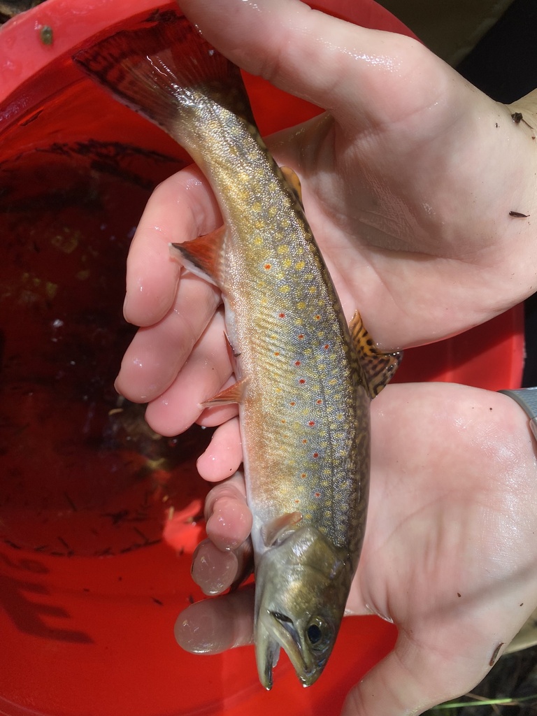 Brook Trout from Tuftonboro, NH, USA on July 22, 2022 at 10:47 AM by ...