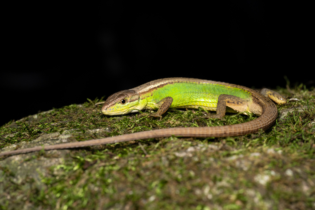 China Grass Lizard from Hangzhou, Zhejiang, China on June 11, 2023 at ...