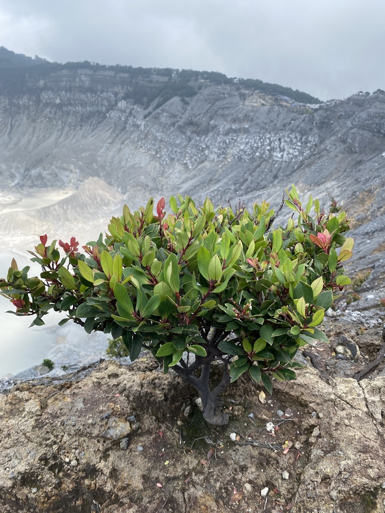 Javan blueberry from Java, Kabupaten Bandung Barat, West Java, ID on ...