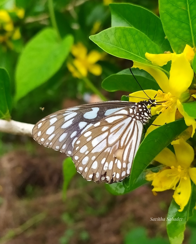 Blue Tiger from 27M6+RHJ, Madayi Para, Pazhayangadi, Kerala 670334 ...