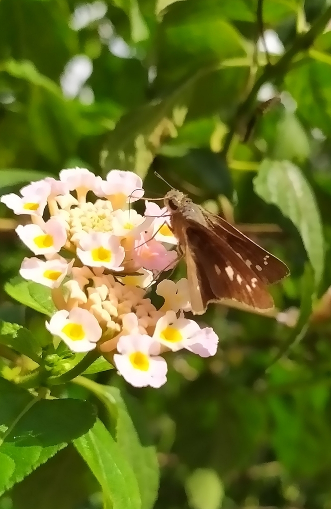 Swifts and Allies from X9RV+JX9, Parassinikadavu, Kerala 670563, India ...