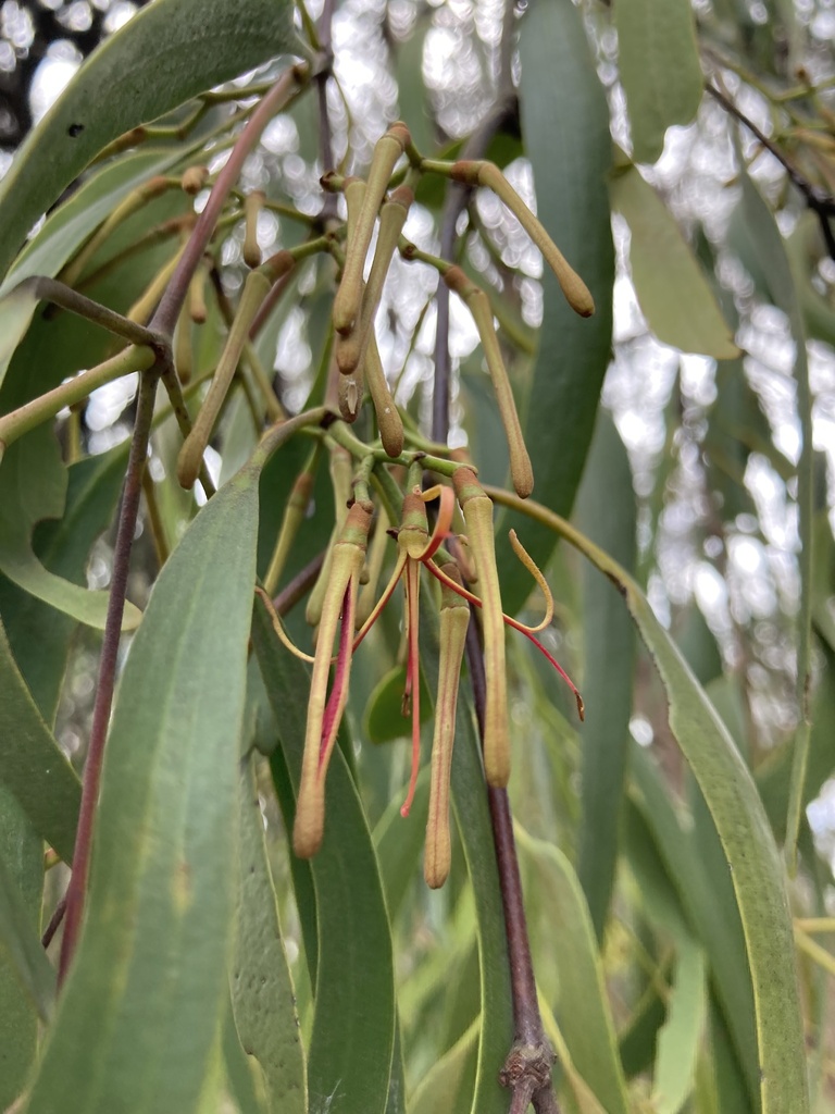 Box Mistletoe from Warrandyte State Park, Warrandyte, VIC, AU on ...