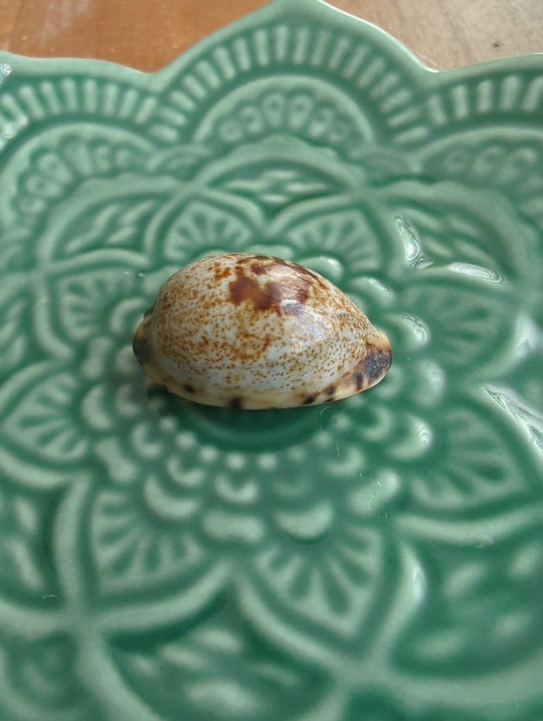 graceful cowrie from Jibbon NSW, Australia on December 2, 2023 by J Fro ...