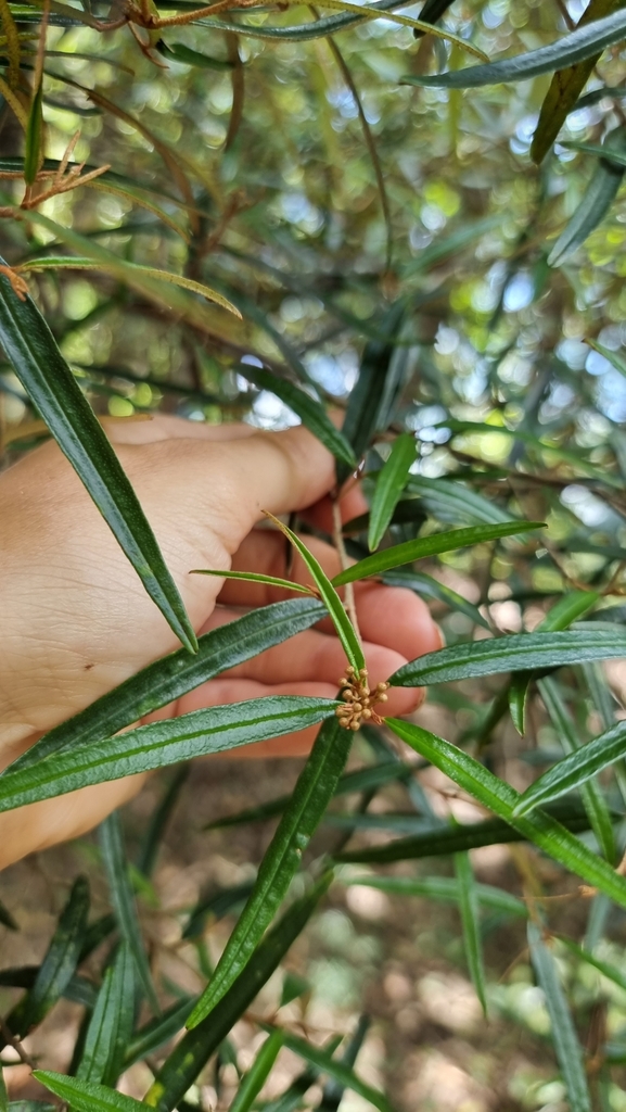 Phebalium distans from Kingaroy QLD 4610, Australia on December 28 ...