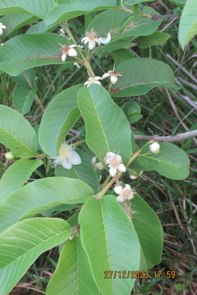Common guava from Candos, Quatre Bornes, Mauritius on December 27, 2023 ...