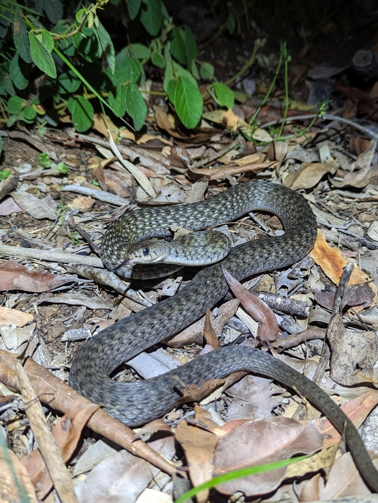 Common keelback from Upper Brookfield QLD 4069, Australia on December ...