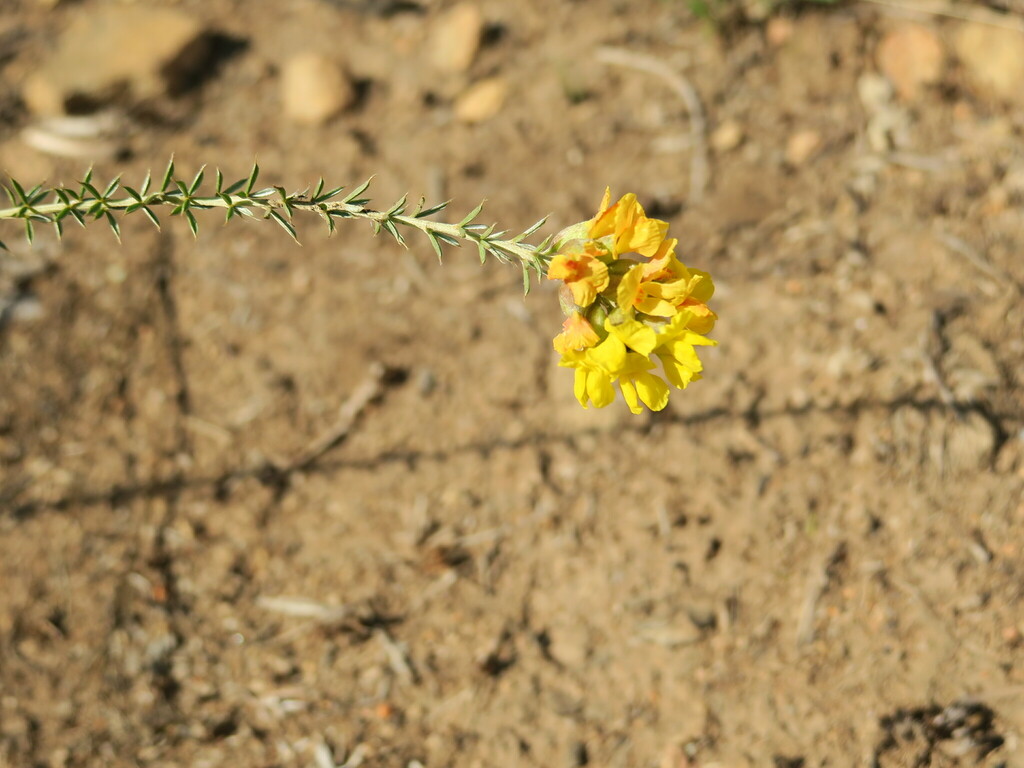 Silver Frilly Pea from Manzini, Eswatini on October 5, 2023 at 08:51 AM ...