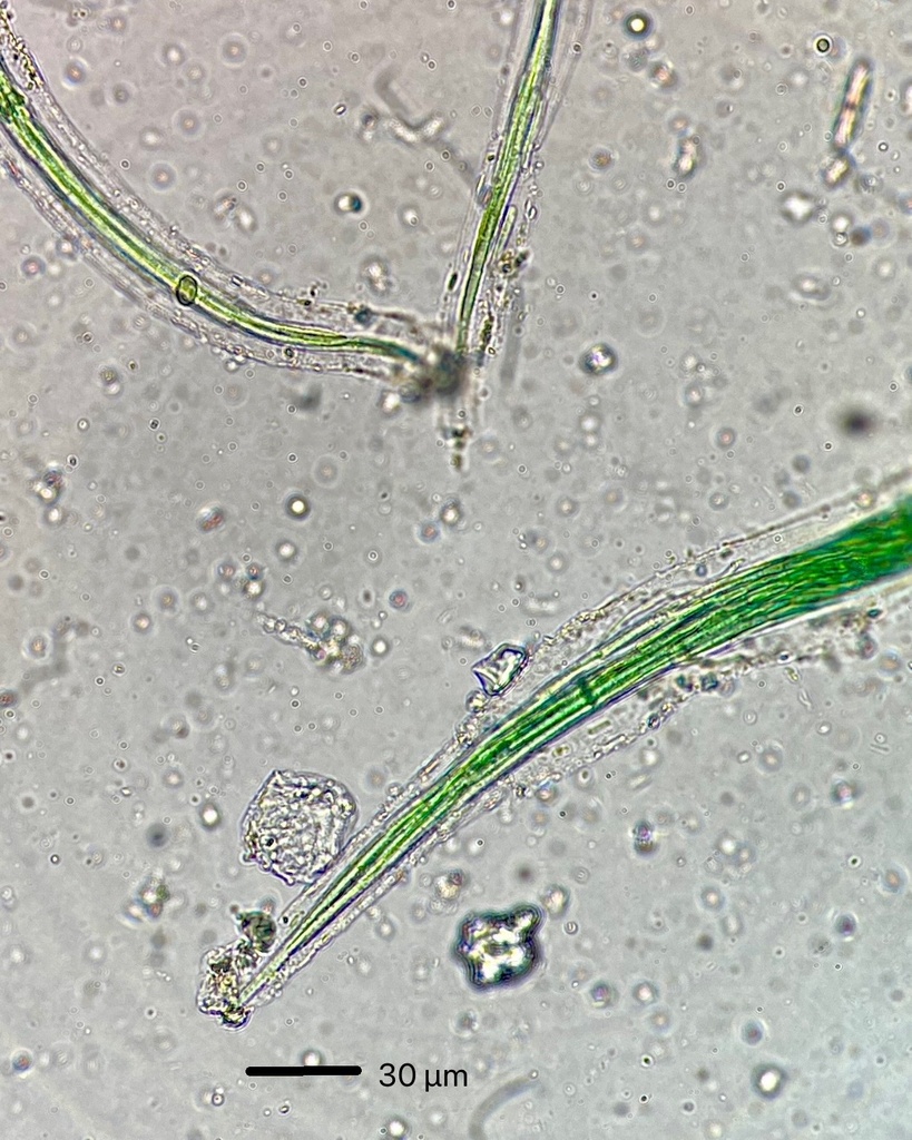 Microcoleus from ถนน วิภาวดีรังสิต, กรุงเทพมหานคร, กรุงเทพมหานคร, TH on ...