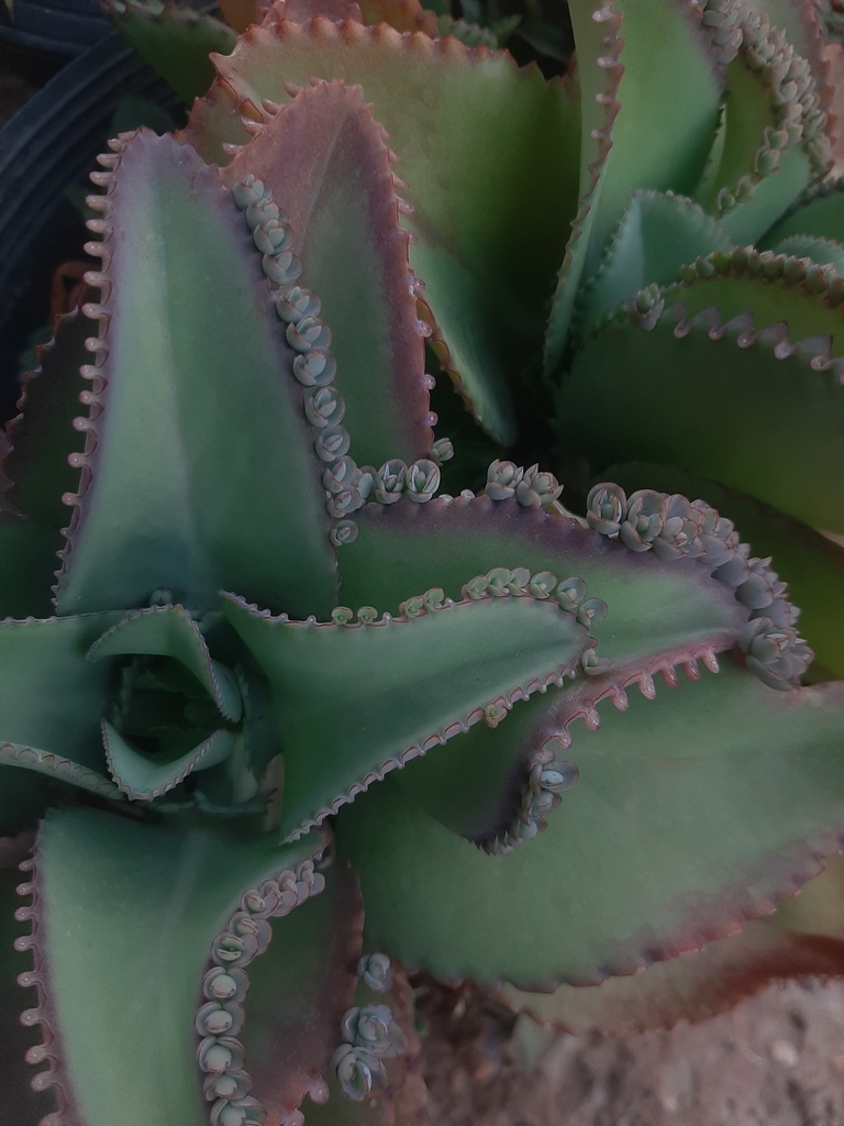 Mother of Thousands from น้ำก่ำ อำเภอ ธาตุพนม นครพนม 48110 ประเทศไทย on ...