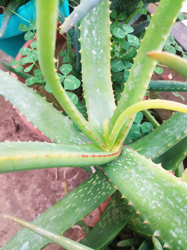 aloe vera from 3RFH+R4H, Munshi Bagh, Srinagar, 190001 on December 28 ...