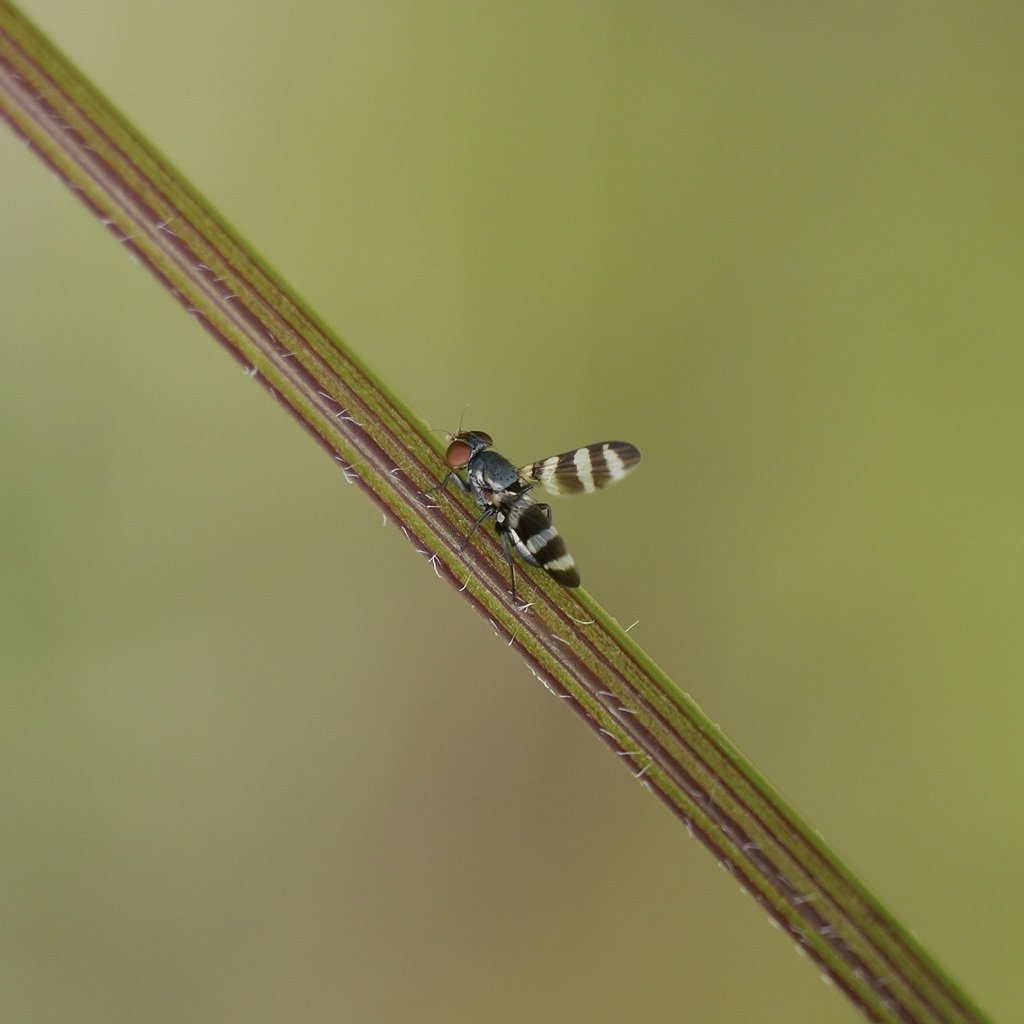 Banded-wing Flies from Southampton Parish, Bermuda on December 27, 2023 ...