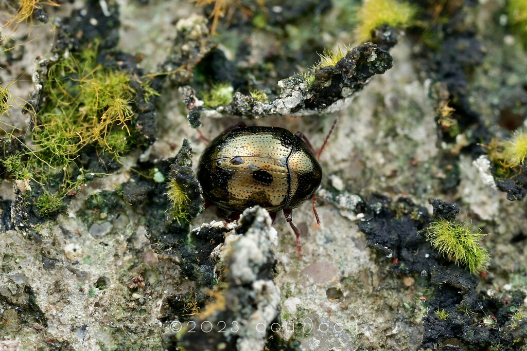 Nodina from 中国海南省陵水黎族自治县吊罗山 on December 24, 2022 at 09:02 PM by 豆豆 · ...