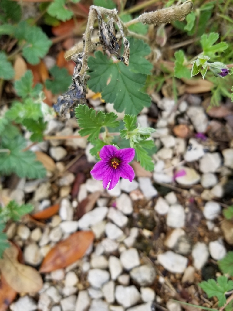 Texas stork's bill from Onion Creek Trail, Austin, TX 78744, USA on ...