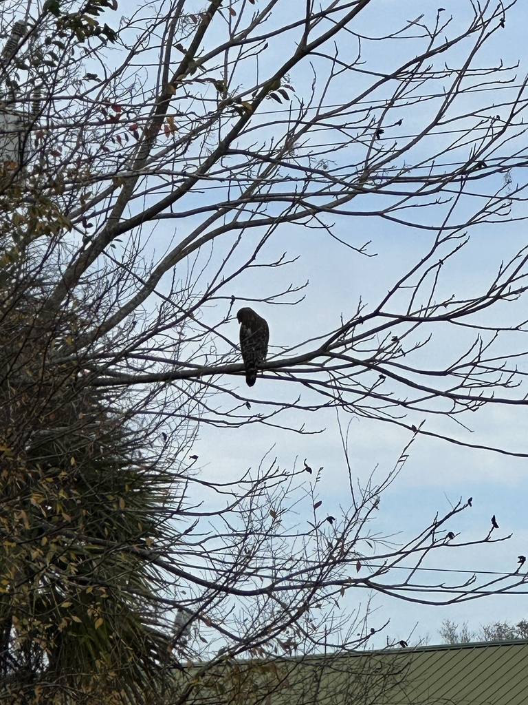 Red-shouldered Hawk from US-301, Lawtey, FL, US on December 27, 2023 at ...