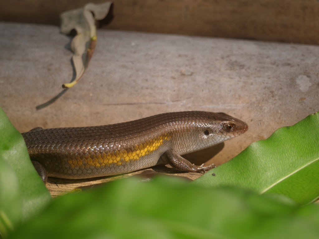 Common Sun Skink from RT.6/RW.2, Kamal Muara, Kec. Penjaringan, Jkt ...
