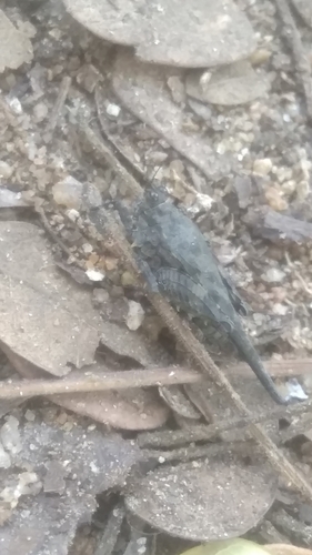 skejo's Identifications · iNaturalist