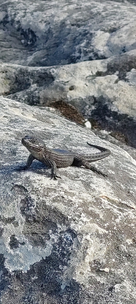 Black Girdled Lizard from Table Mountain National Park, ZA-WC-CT, ZA-WC ...