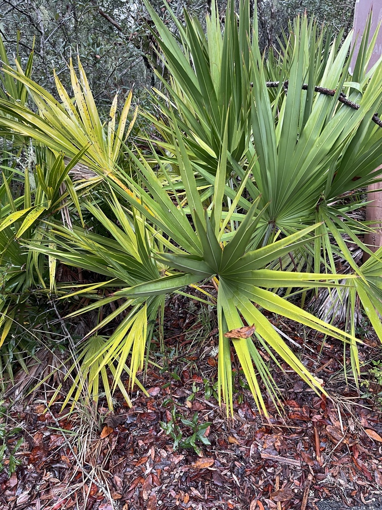 saw palmetto from Ocala National Forest, Fort McCoy, FL, US on December ...