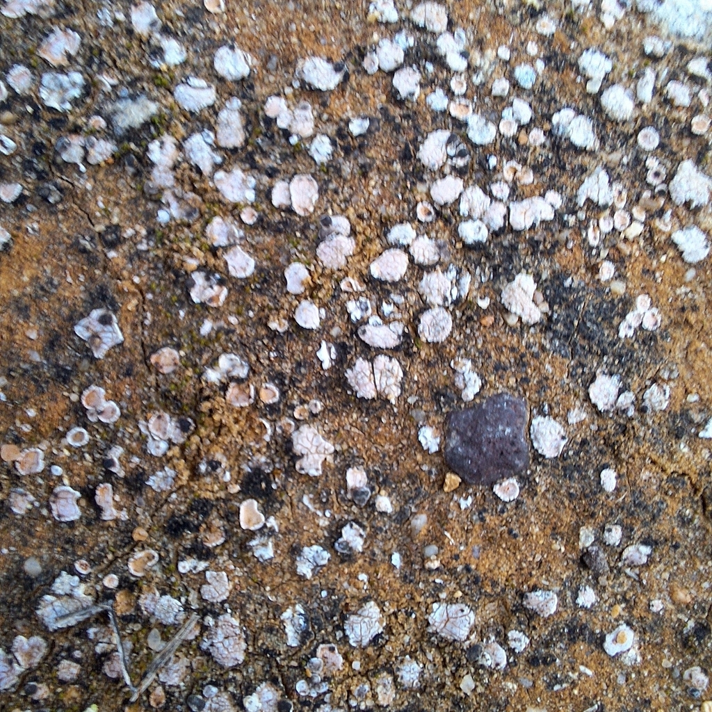 Blushing Scale from 8400 Carvoeiro, Portugal on December 28, 2023 at 04 ...