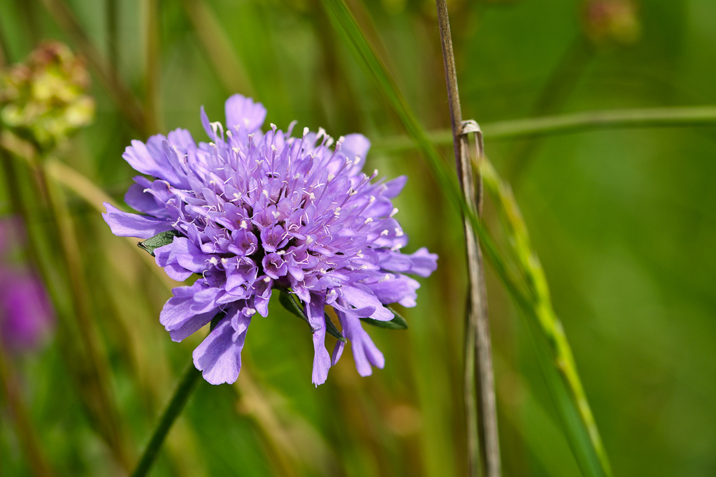 Field Scabious from Rhône, Rhône-Alpes, France on May 8, 2016 at 02:53 ...